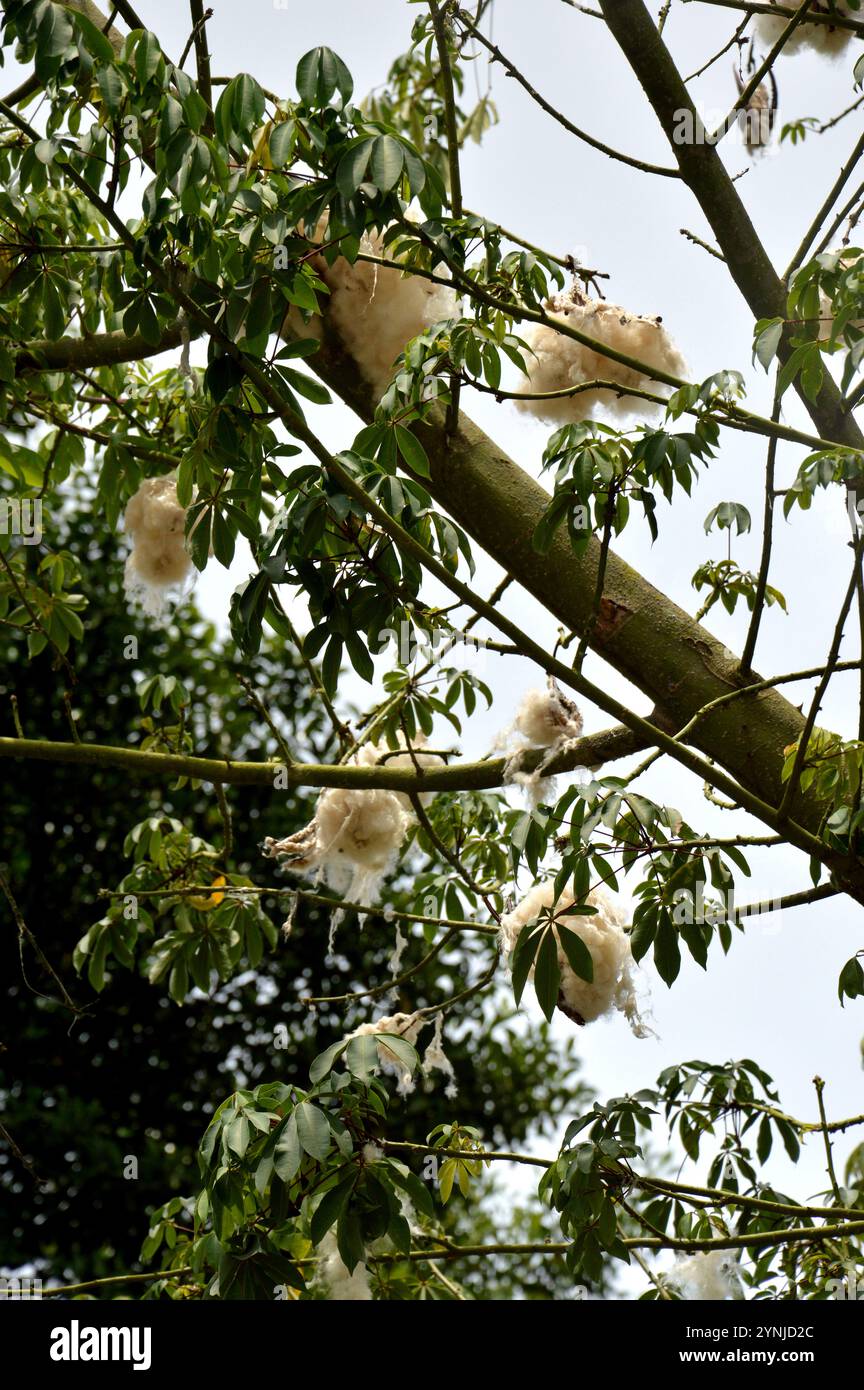 Cottonwood seed floating wind hi-res stock photography and images - Alamy