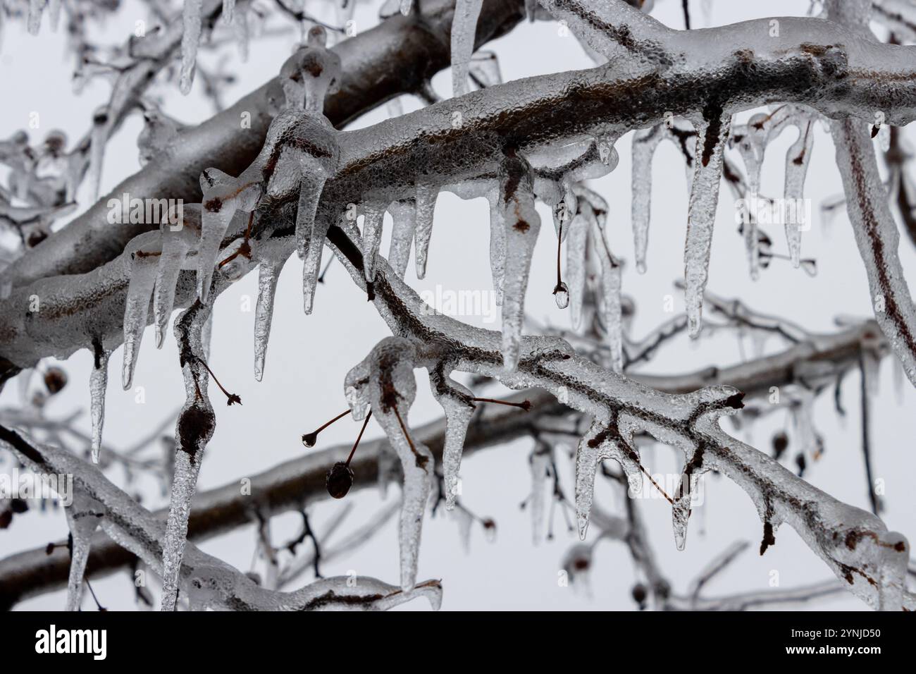 Branches are weighted down with ice following an ice storm Stock Photo ...