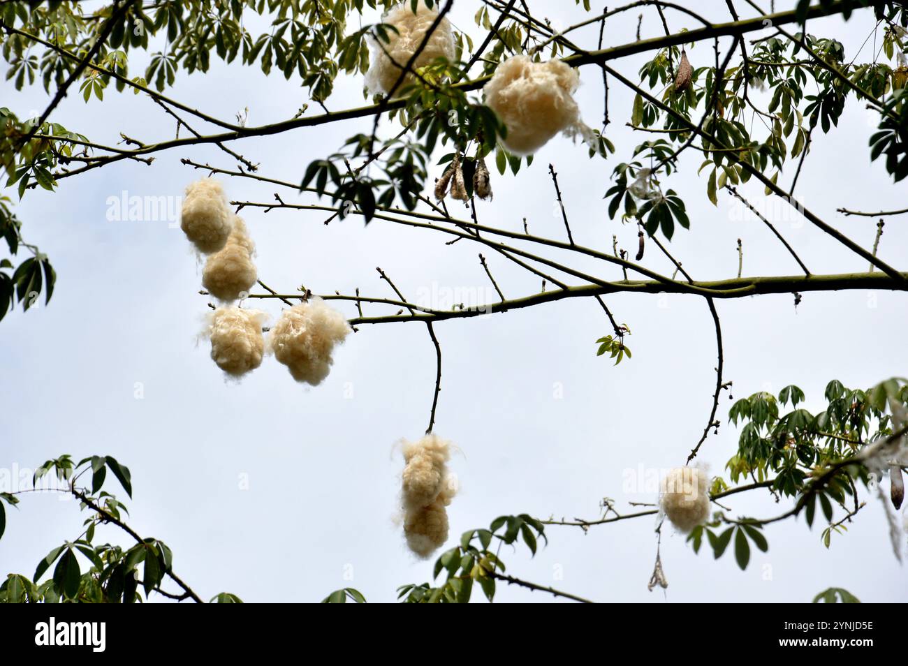 Cottonwood seed floating wind hi-res stock photography and images - Alamy