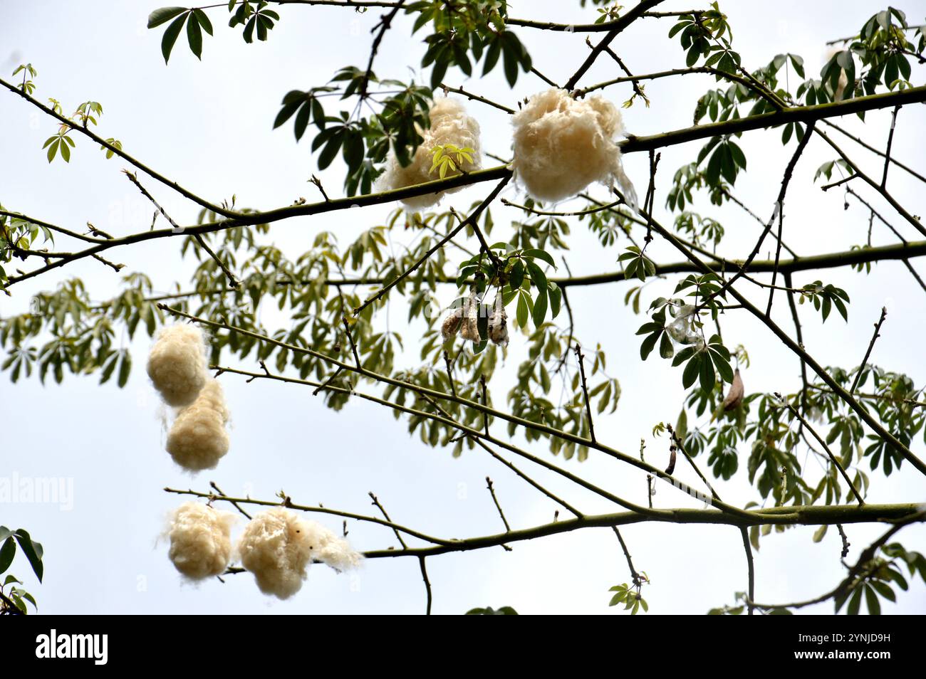 Cottonwood seed floating wind hi-res stock photography and images - Alamy