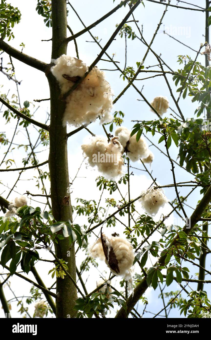 Cottonwood seed floating wind hi-res stock photography and images - Alamy