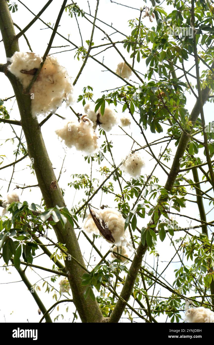 Cottonwood seed floating wind hi-res stock photography and images - Alamy