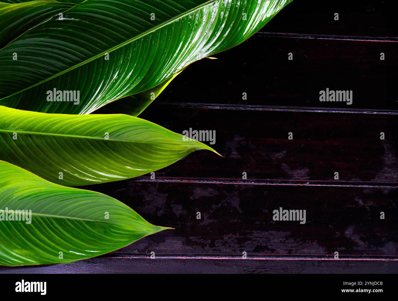 Lush green leaves extend gracefully over a smooth, dark wooden surface ...