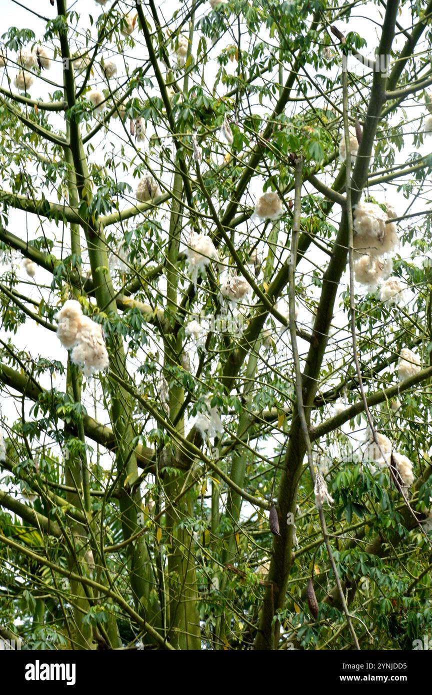 Cottonwood seed floating wind hi-res stock photography and images - Alamy