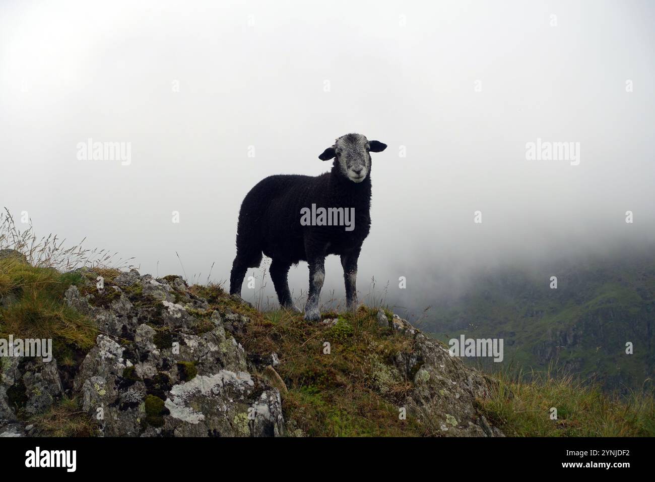 Herdwick Lamb (Herdy) on 'Rough Crag' near the 'High Street' Range of ...