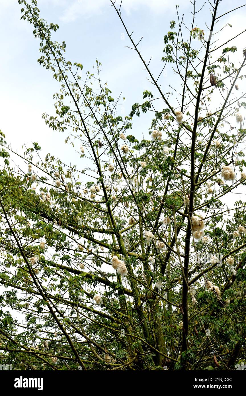 Cottonwood seed floating wind hi-res stock photography and images - Alamy