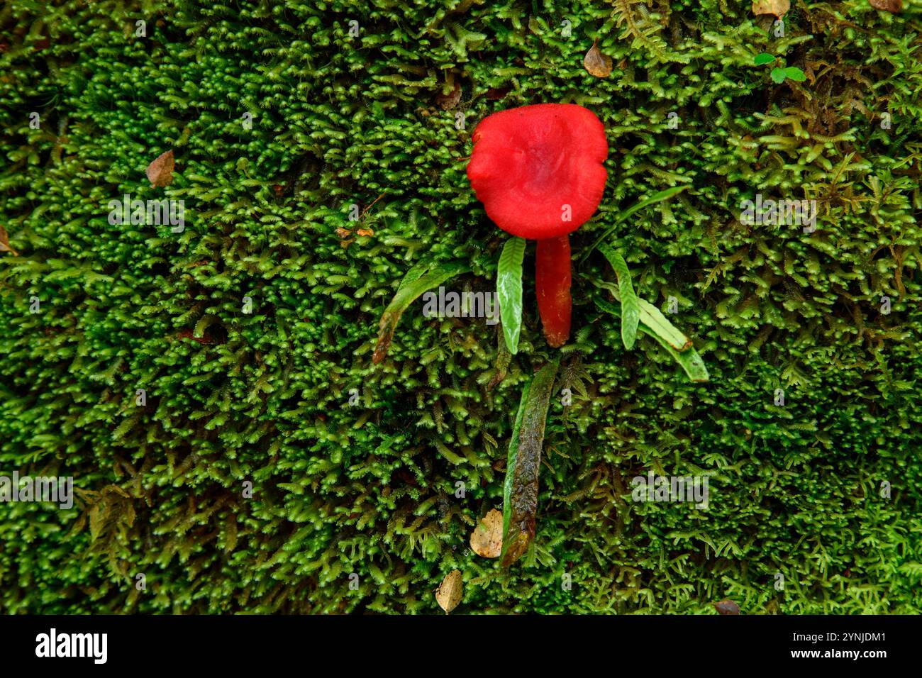 Australia, Tasmania, Franklin-Gordon Wild Rivers National Park, Fern ...
