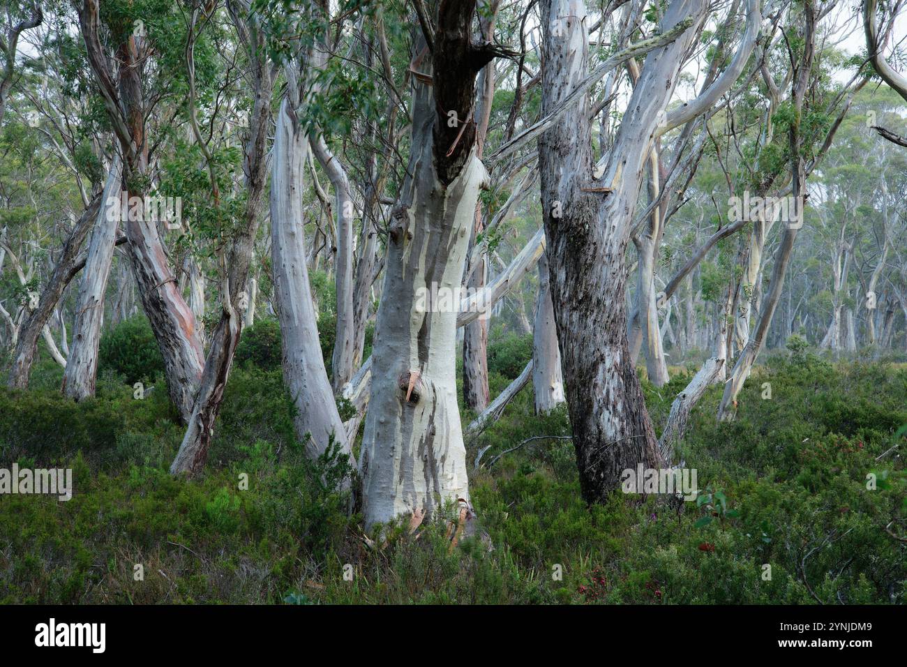 Australia, Tasmania, Cradle Mountain, Lake St Clair National Park, Snow ...