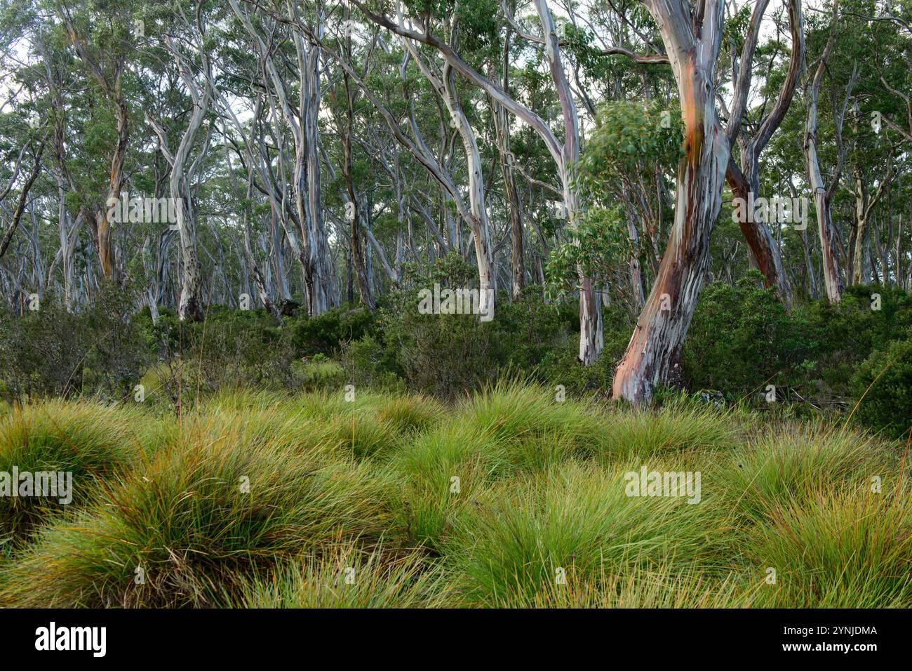 Australia, Tasmania, Cradle Mountain, Lake St Clair National Park, Snow ...