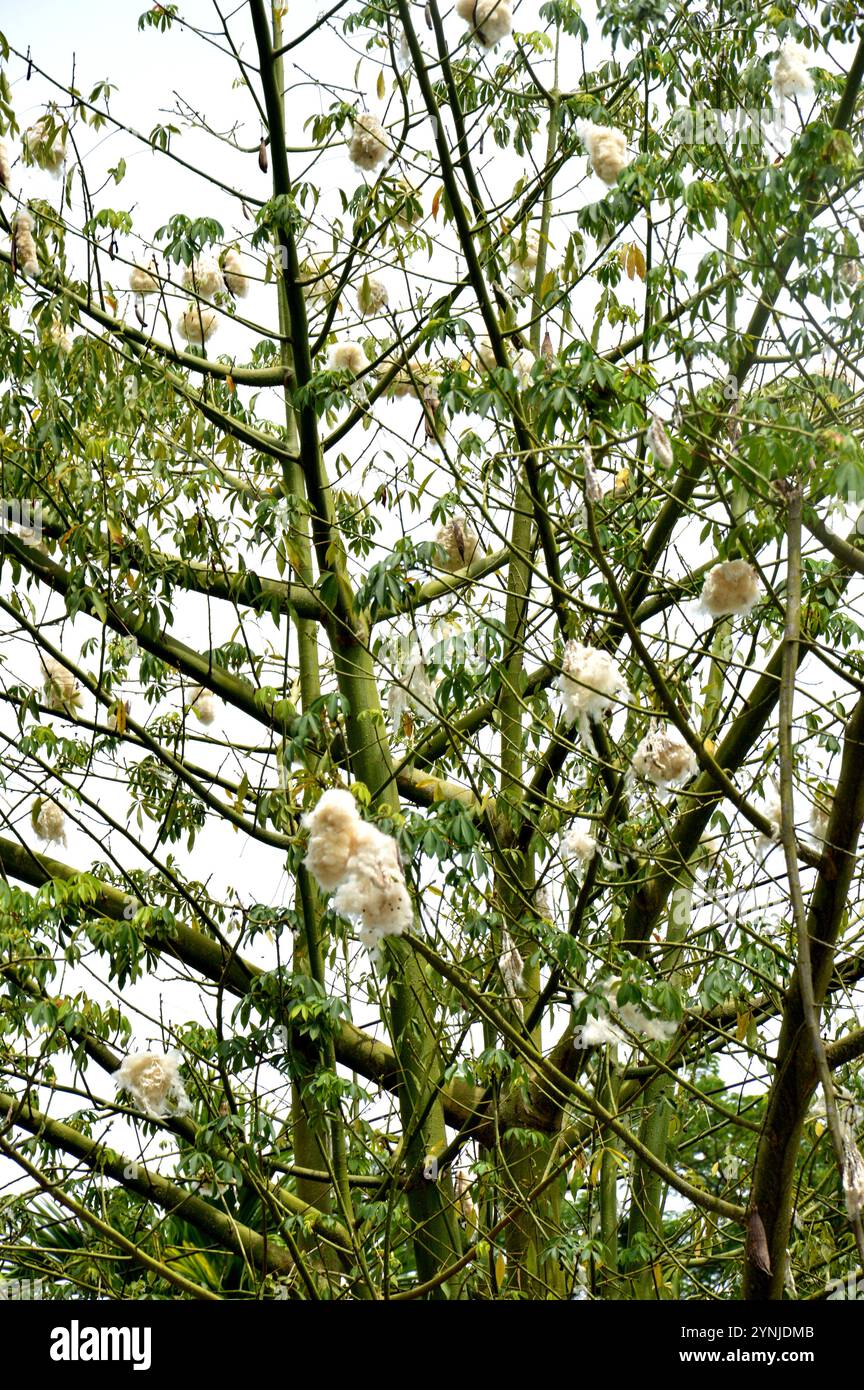 Cottonwood seed floating wind hi-res stock photography and images - Alamy