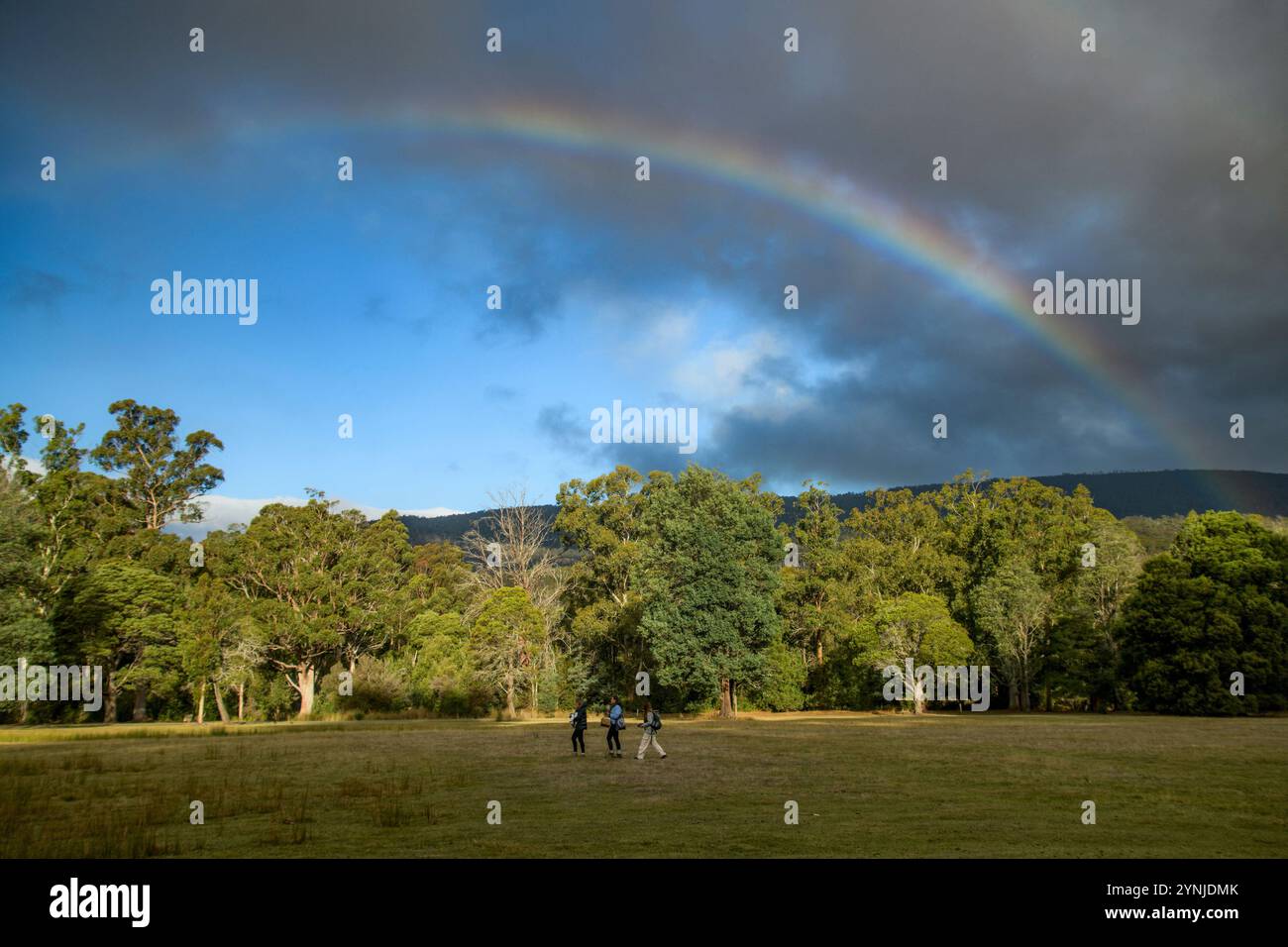 Australia, Tasmania, Mount Field National Park, people walking under ...
