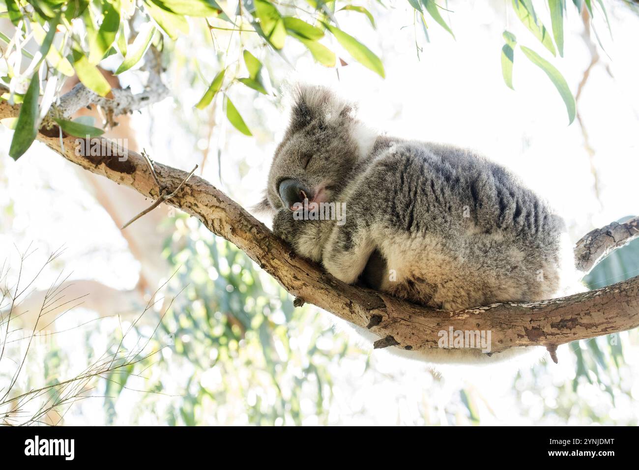 Australia, Victoria, Great Ocean Road, Great Otway National Park, Koala ...