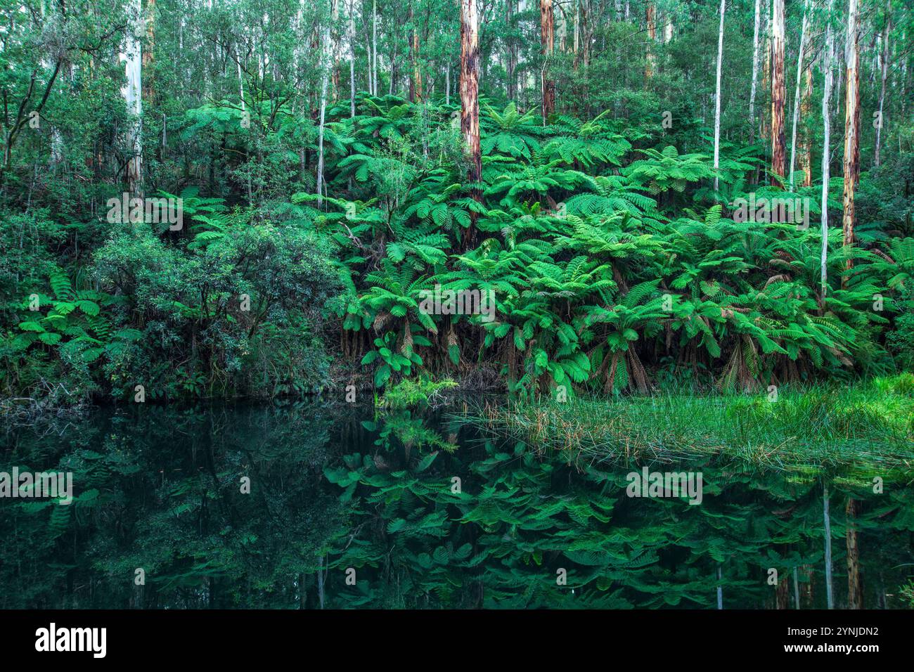 Australia, Victoria, Barwon Downs,Great Otway, National Park, Lake ...