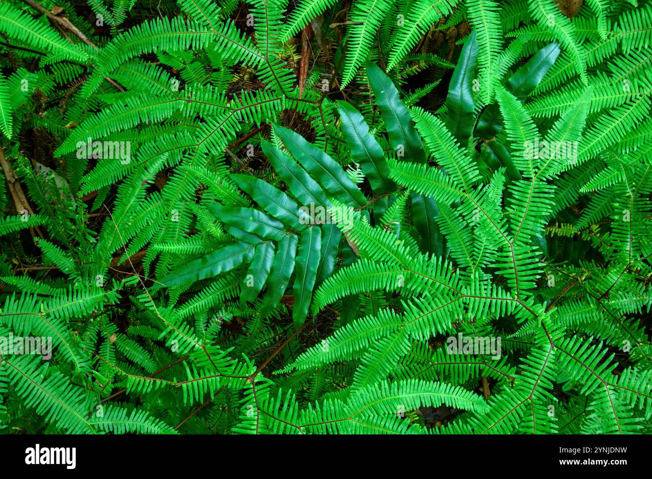 Australia, Victoria, Great Ocean Road, Apollo, Otway National Park ...