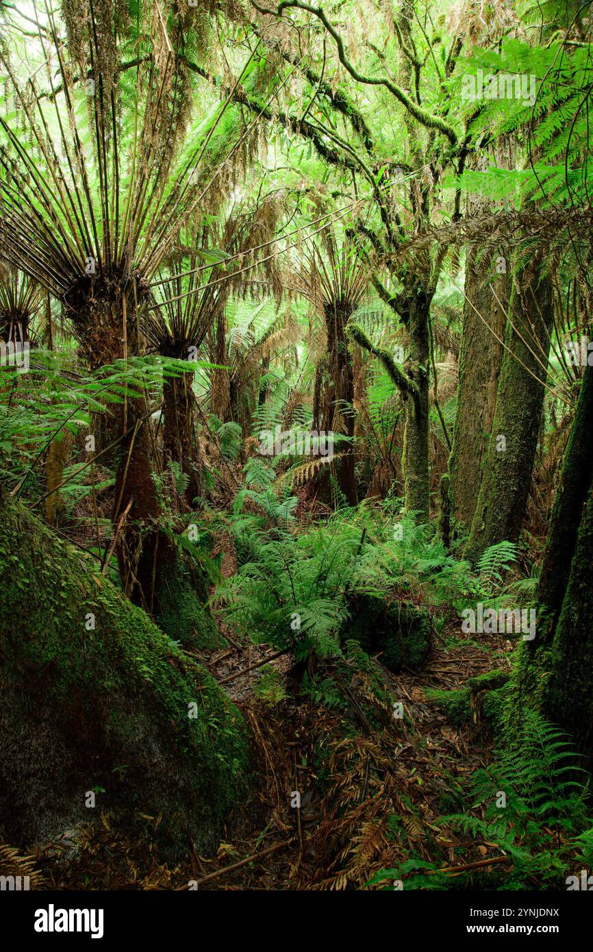 Australia, Victoria, Great Ocean Road, Apollo, Otway National Park ...