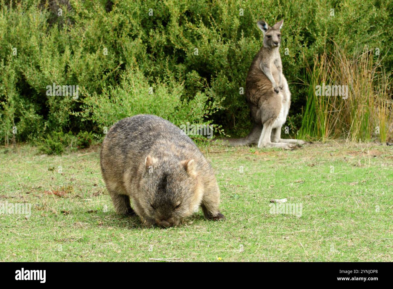 Australia, Victoria, Foster, Wilsons Promontory, National Park ...
