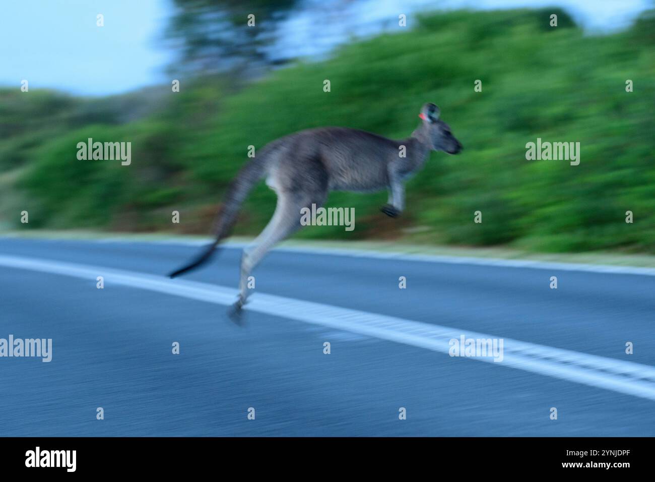 Australia, Victoria, Foster, Wilsons Promontory, National Park ...