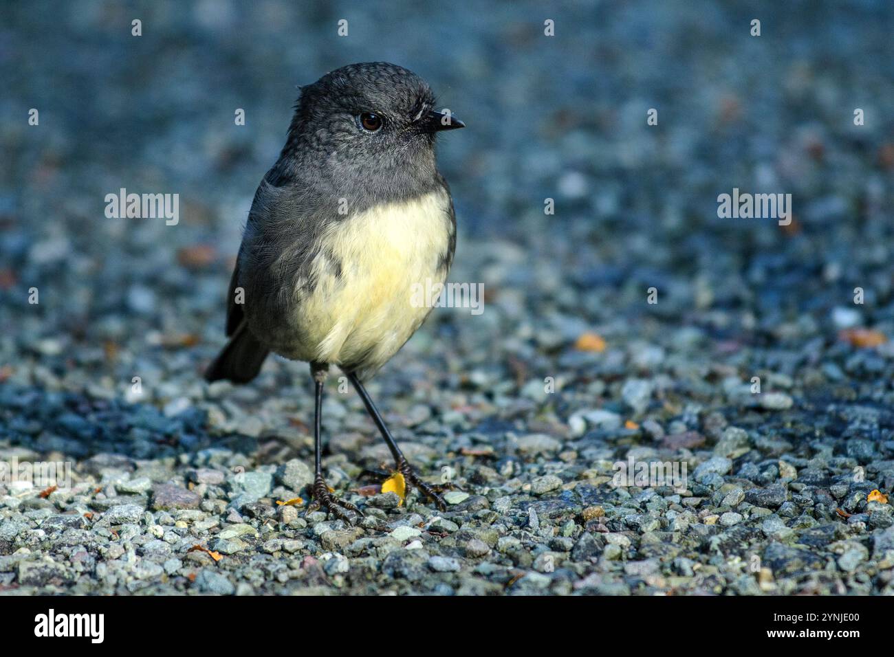 New Zealand, South Island, South Island robin, Petroica australis ...