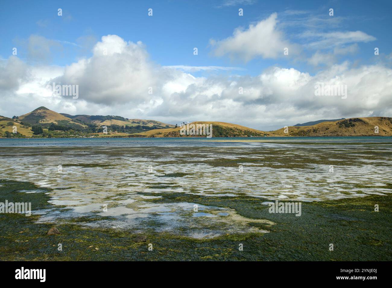 New Zealand, South Island, Otago, Otago Peninsula Stock Photo - Alamy
