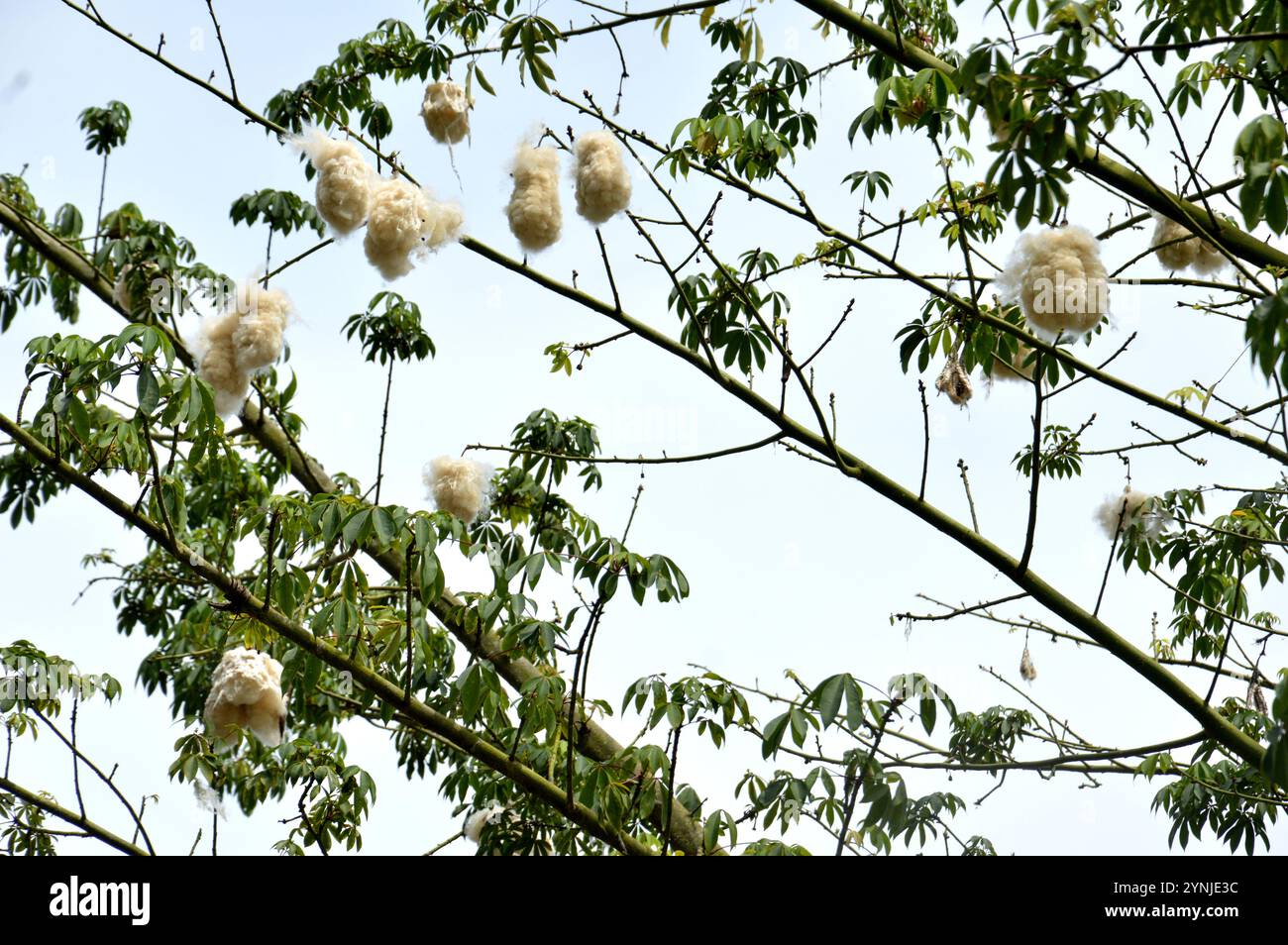 Cottonwood seed floating wind hi-res stock photography and images - Alamy