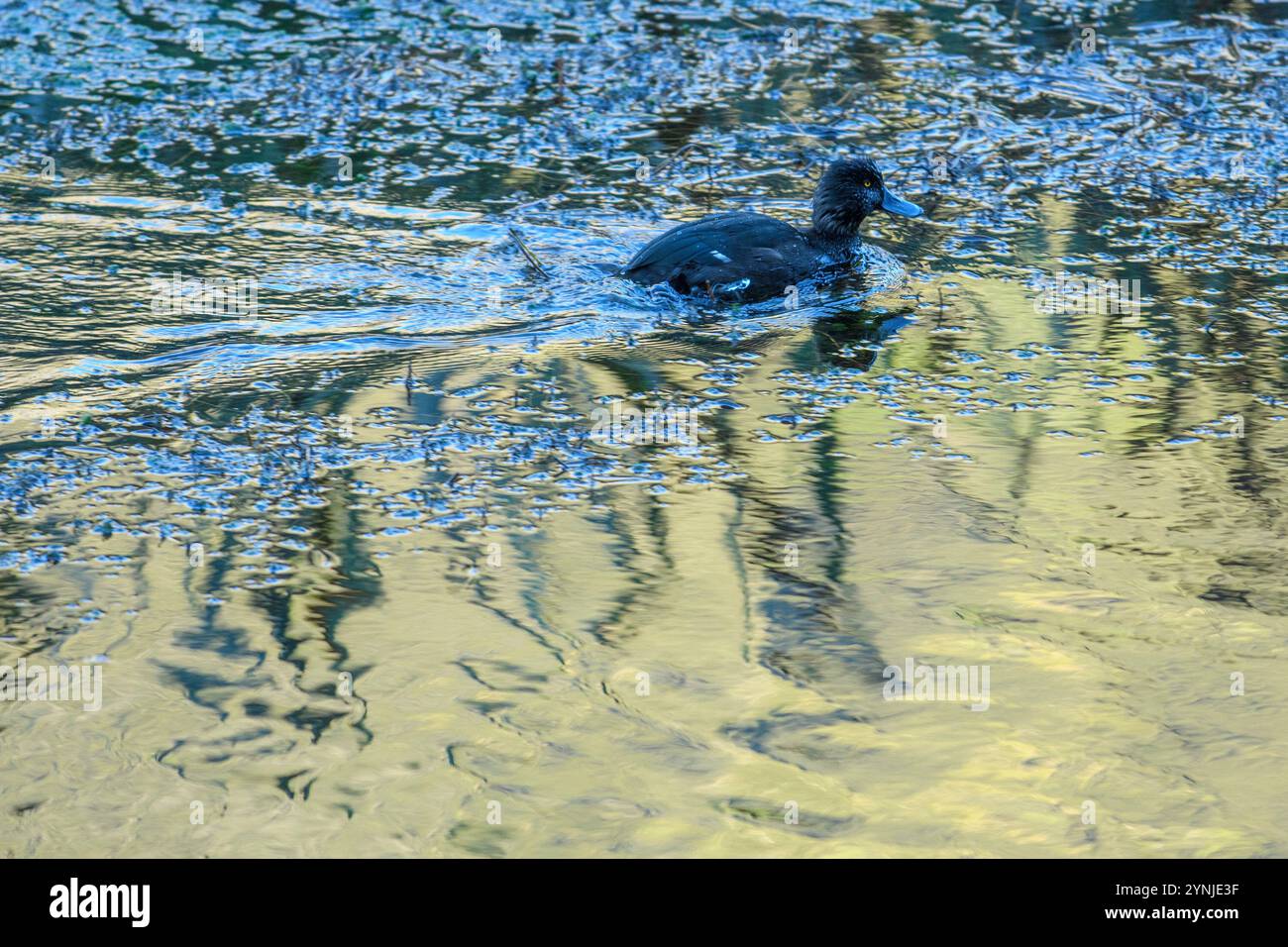 New Zealand, South Island,Fiordland National Park, Eglinton River,New ...