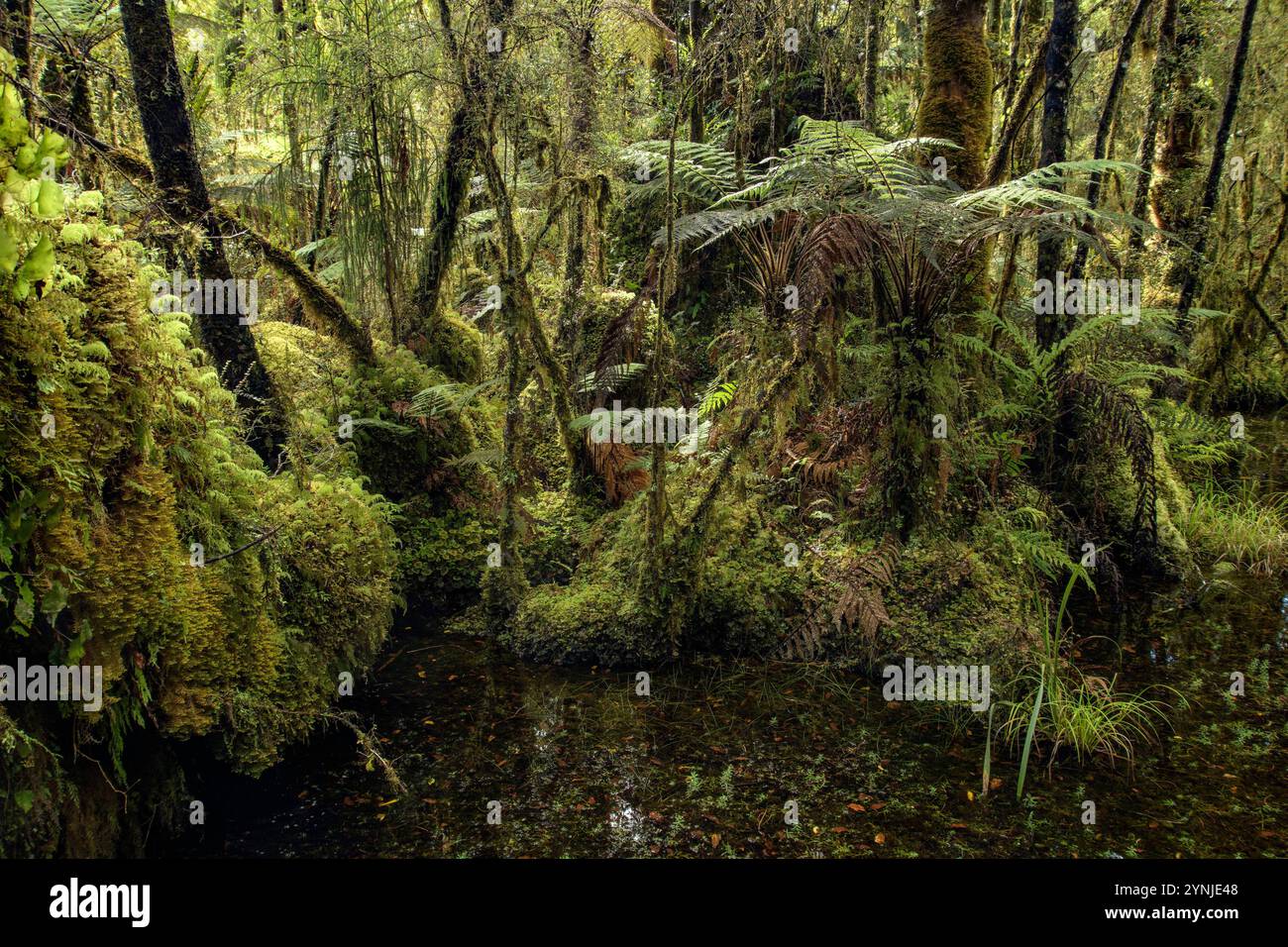 New Zealand, South Island, West Coast, Haast, Ship Creek, Swamp Forest ...