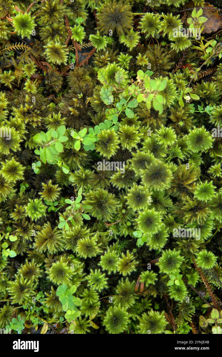 New Zealand, South Island, West Coast, Haast, Ship Creek, Swamp Forest ...