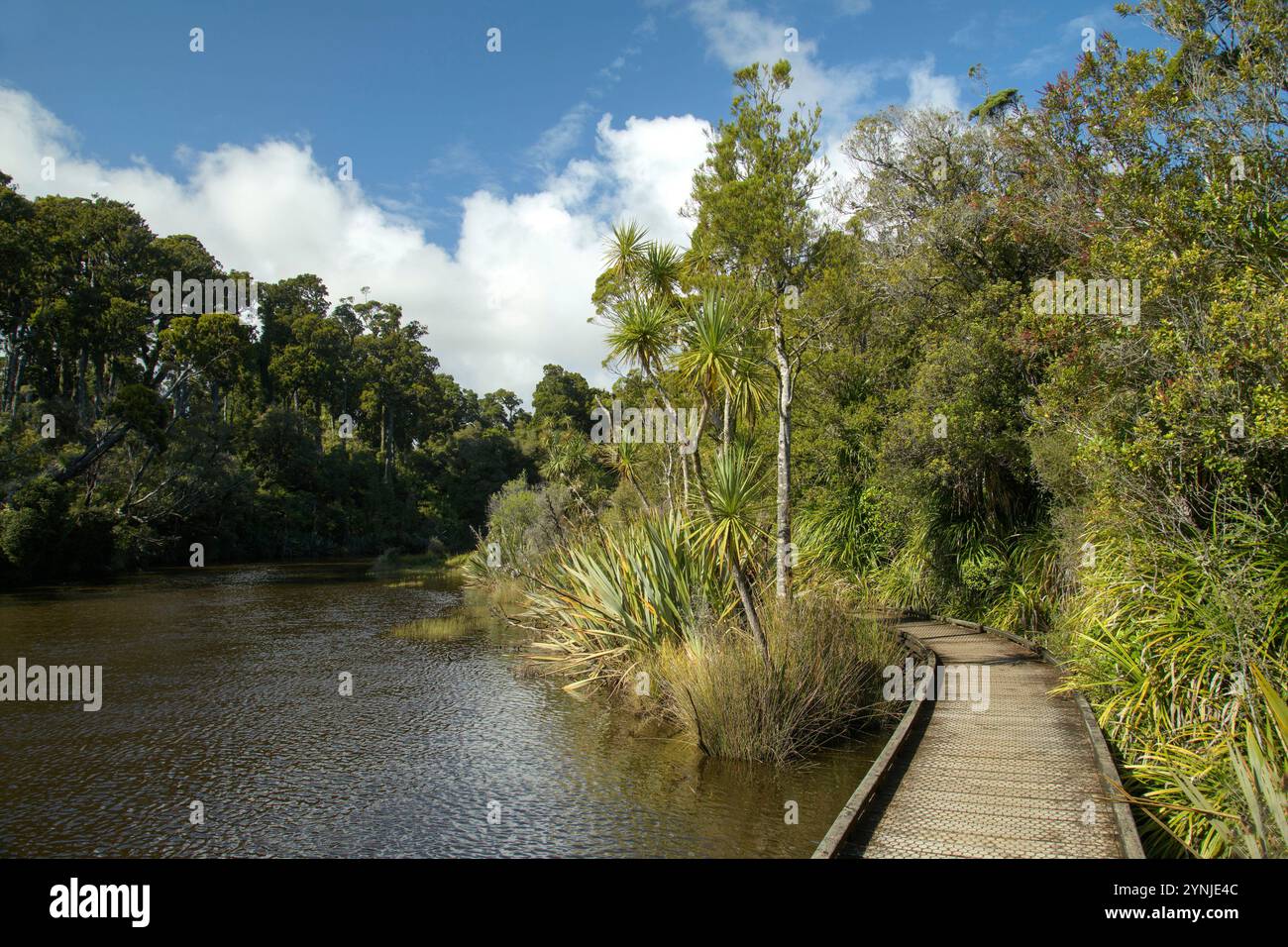 New Zealand, South Island, West Coast, Haast, Ship Creek, Swamp Forest ...