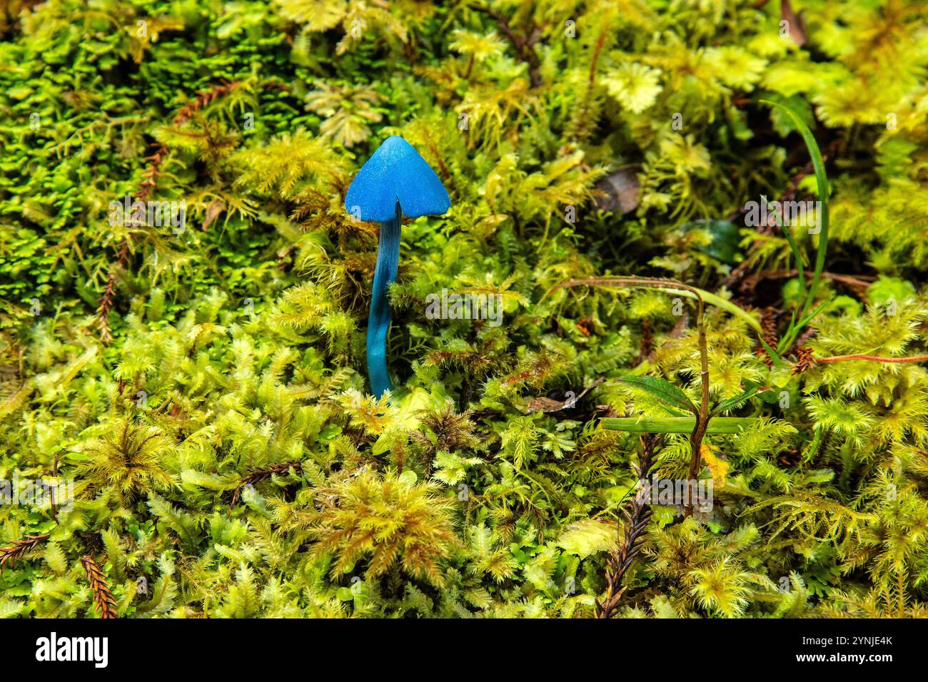 New Zealand, South Island, West Coast, Haast, Ship Creek, Swamp Forest ...