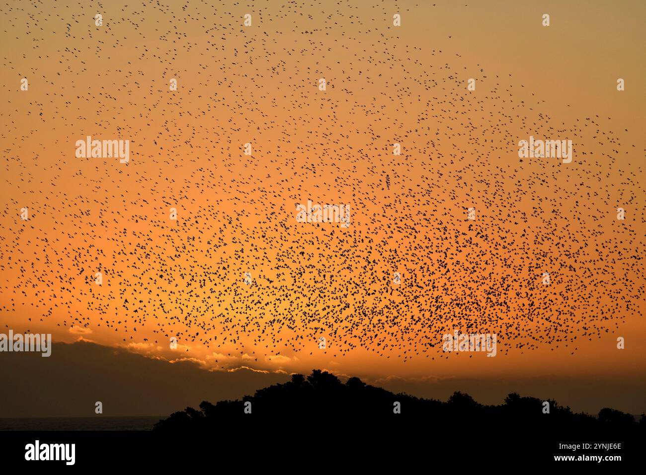 New Zealand, North Island,New Plymouth, Common starling , Taringi ...