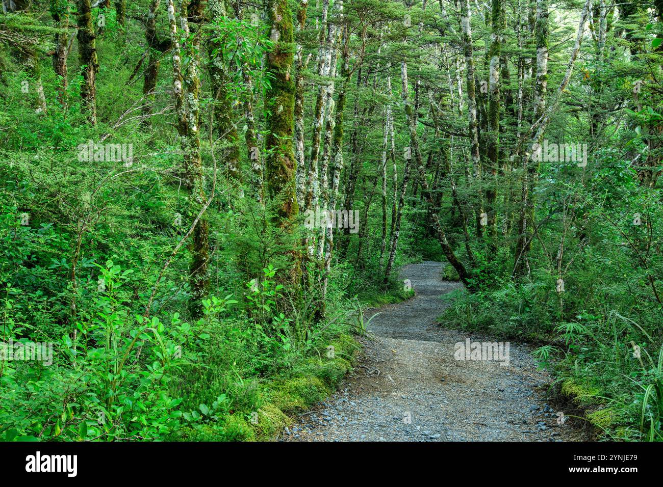 New Zealand, North Island,Tongariro National Park, Beech forest Stock ...