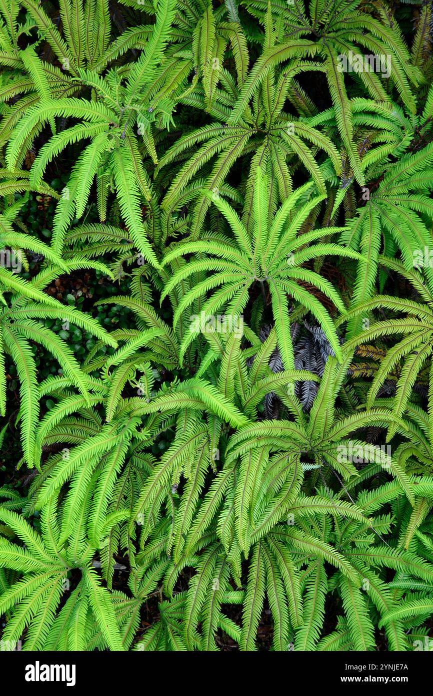 New Zealand, North Island,Tongariro National Park, Umbrella Fern ...