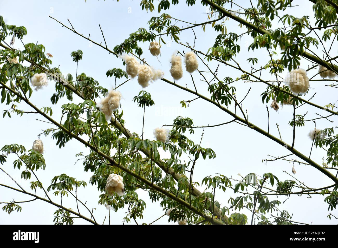 Cottonwood seed floating wind hi-res stock photography and images - Alamy
