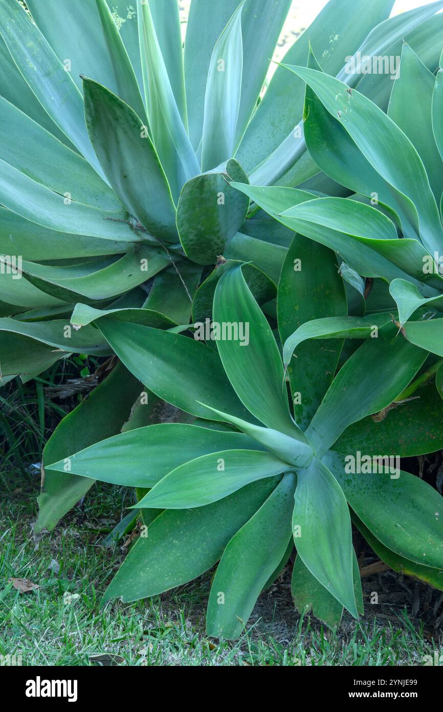 New Zealand, North Island, Northland,Bay of Islands, Russel, Agave ...