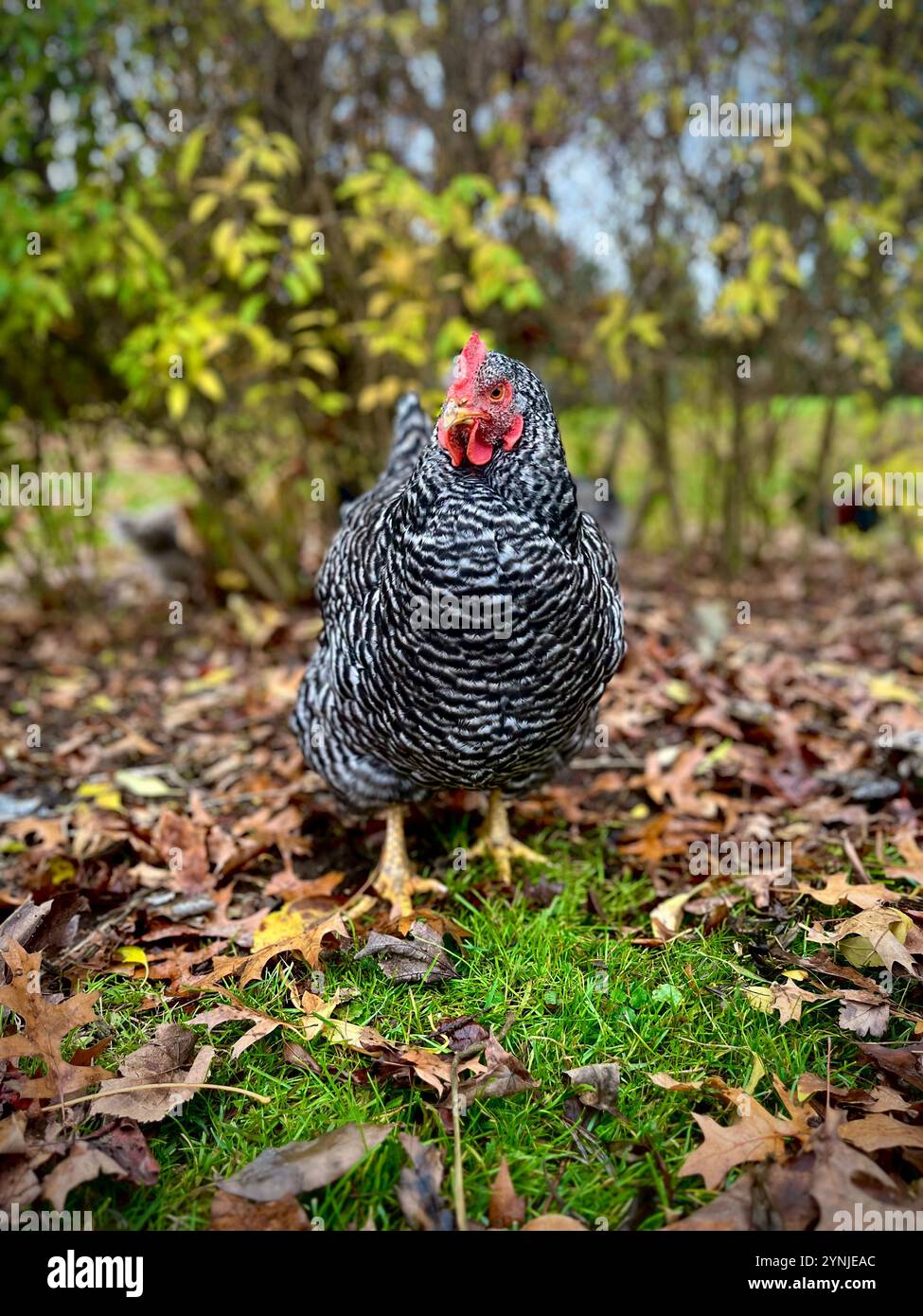 Grumpy chicken hi-res stock photography and images - Alamy