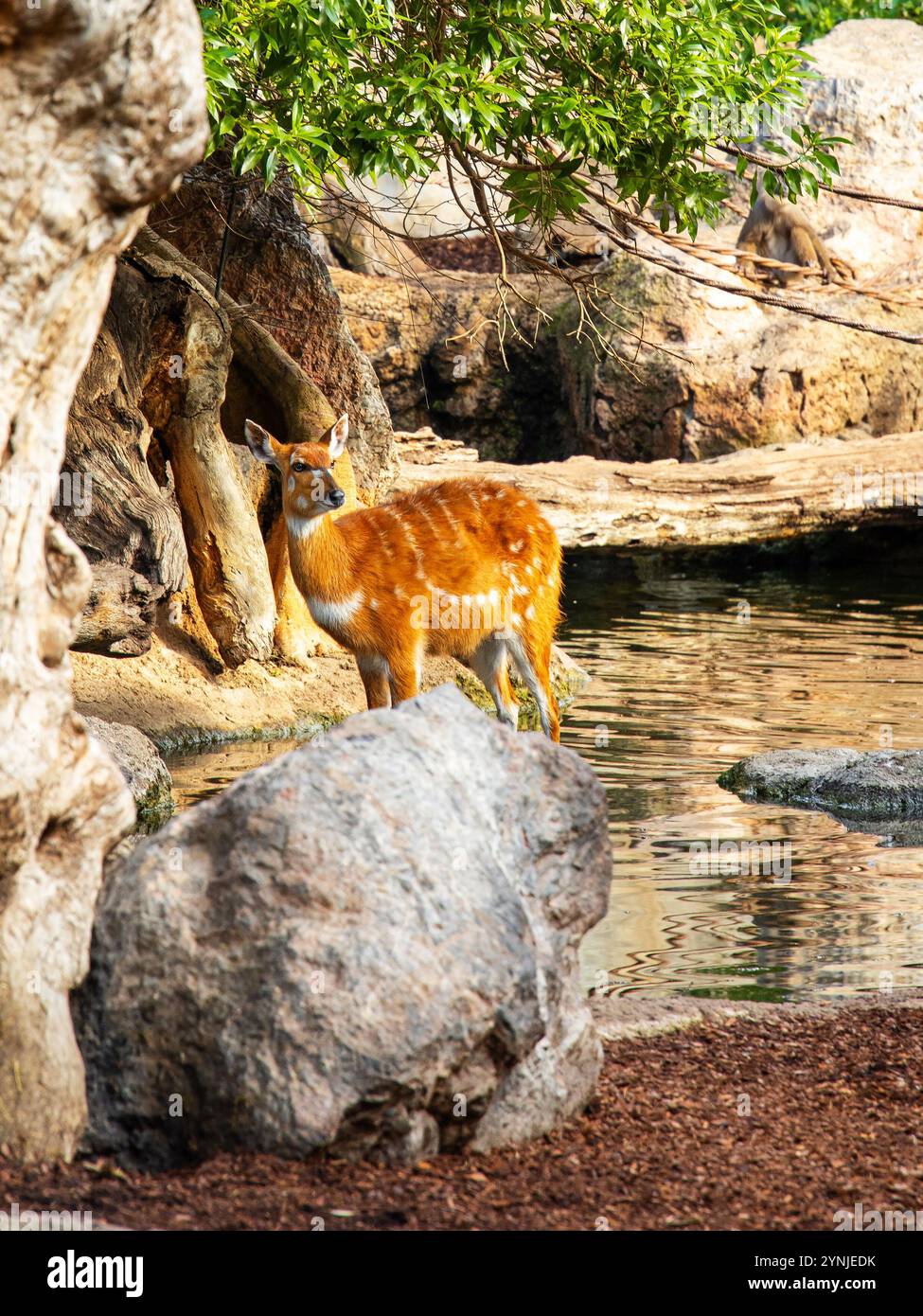 Deer escaping hi-res stock photography and images - Alamy