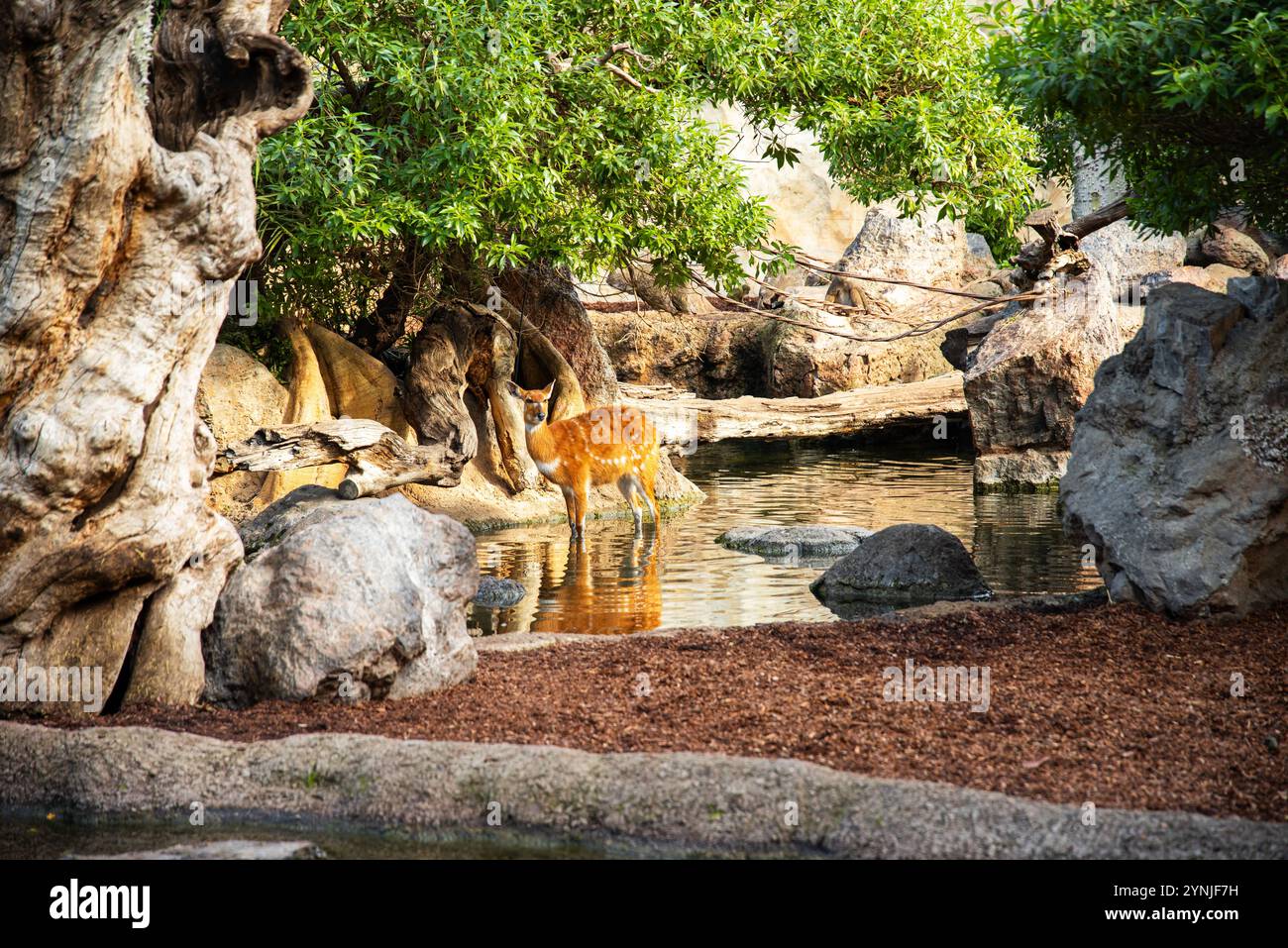 Deer escaping hi-res stock photography and images - Alamy