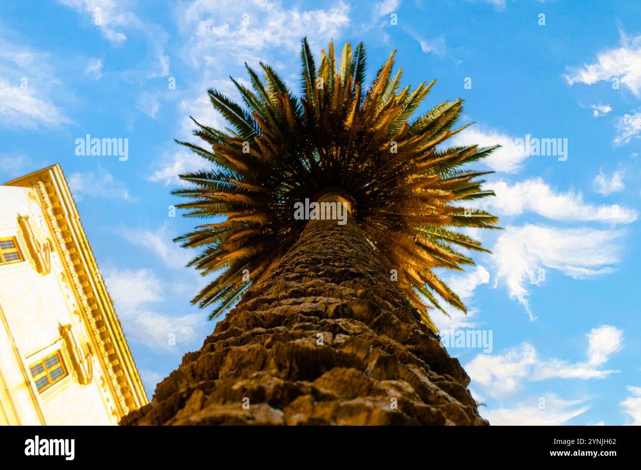 Scenic tall palm tree in gardens of Barberini Palace in Rome, Italy ...