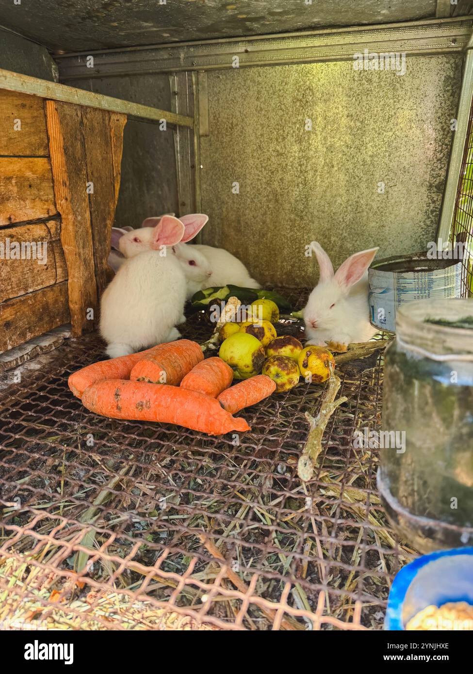 Many white small feeding rabbits on animal farm in rabbit hutch, barn ...