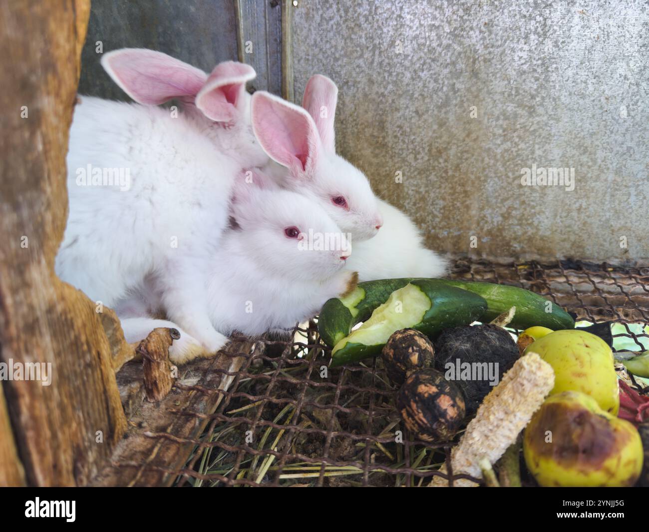 Many white small feeding rabbits on animal farm in rabbit hutch, barn ...