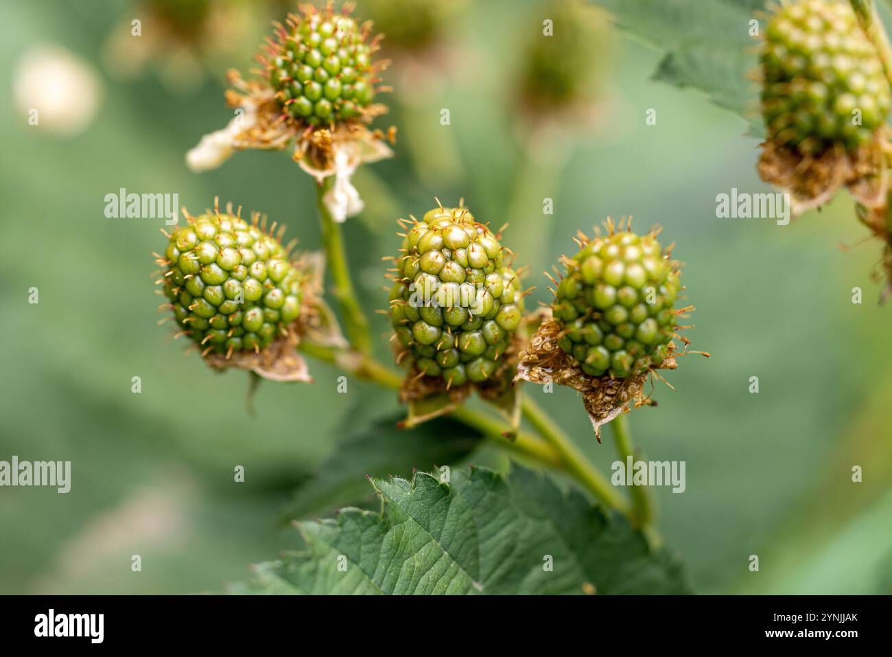 Showcasing the early stages of its life cycle hi-res stock photography ...