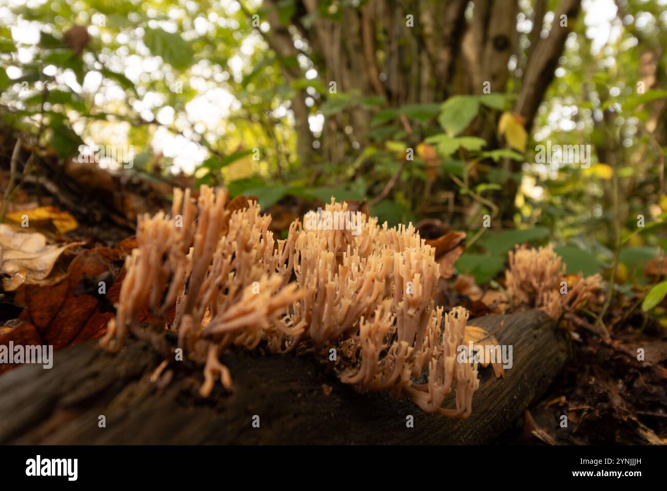 A coral fungus (Ramaria sp.) in deciduous woodland. Sussex, UK Stock ...