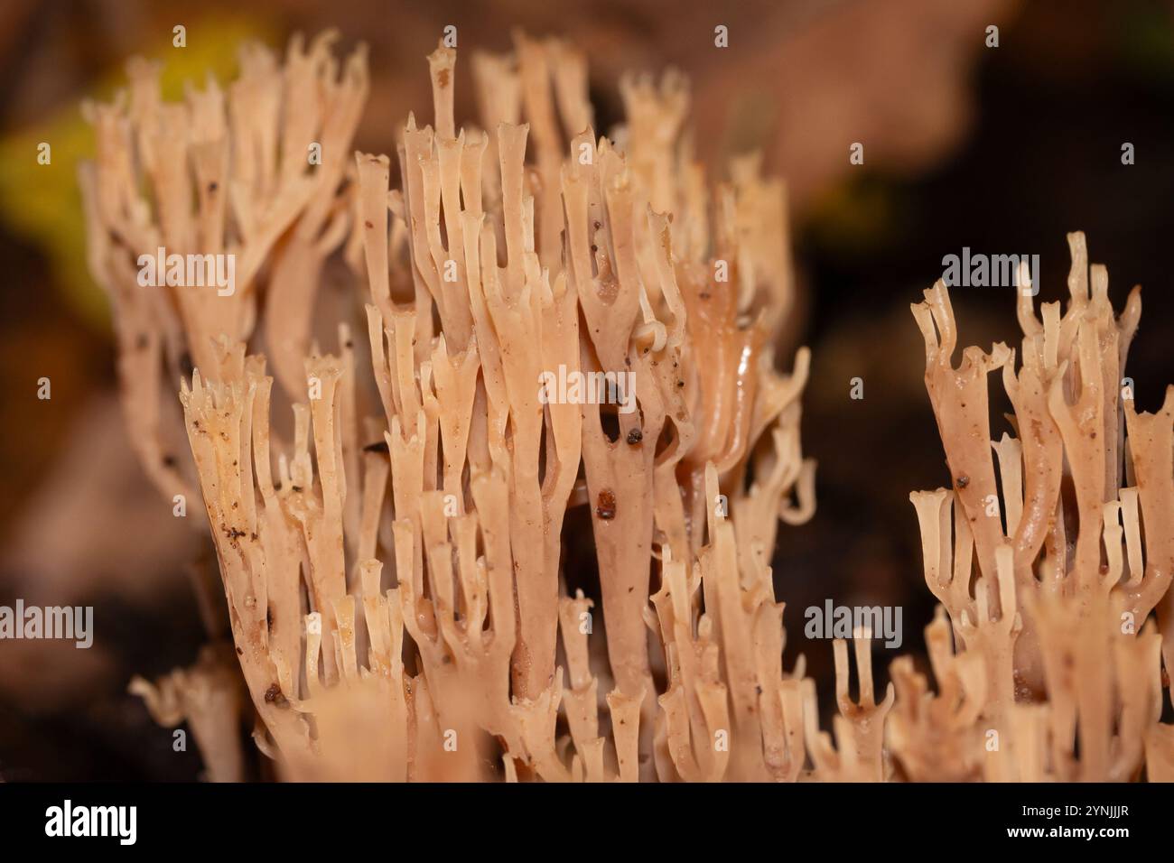 A coral fungus (Ramaria sp.) in deciduous woodland. Sussex, UK Stock ...