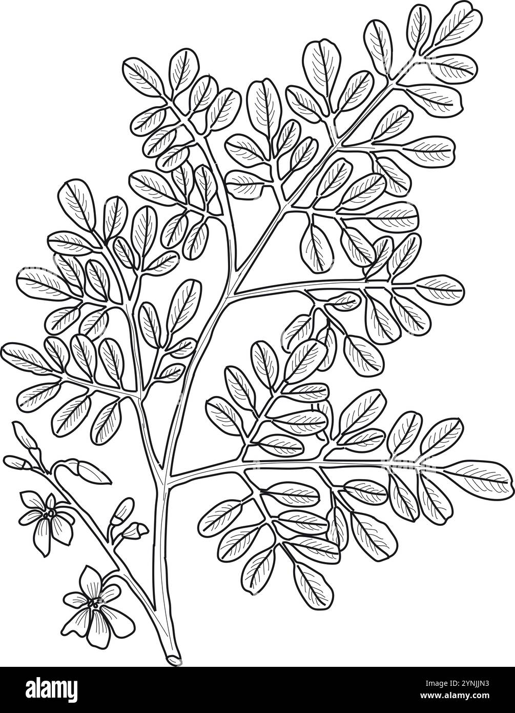 Miracle Tree Moringa oleifera is a fast-growing, drought-resistant tree ...