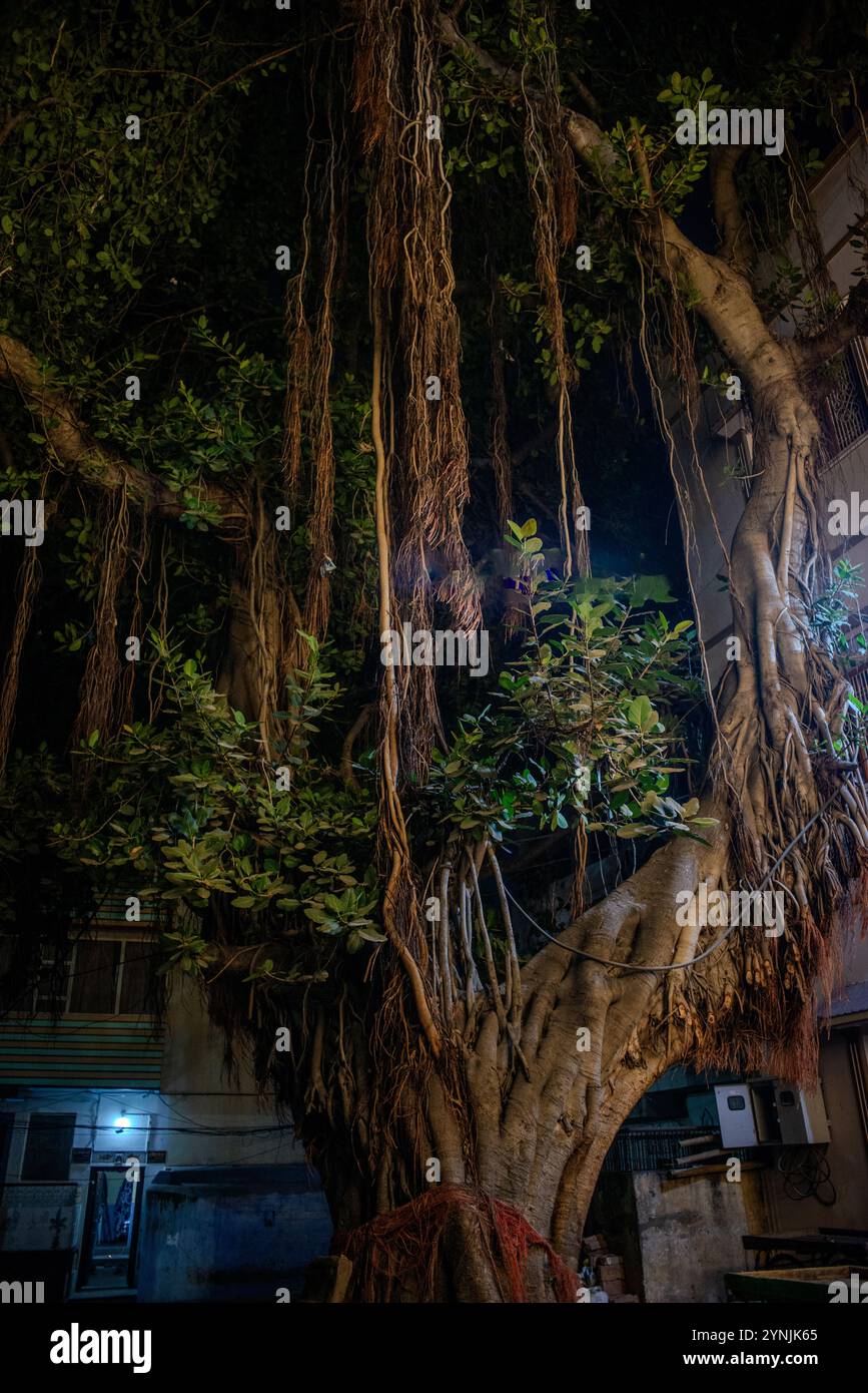 Varanasi also Benares, Banaras, Kashi is a city on the Ganges river in ...