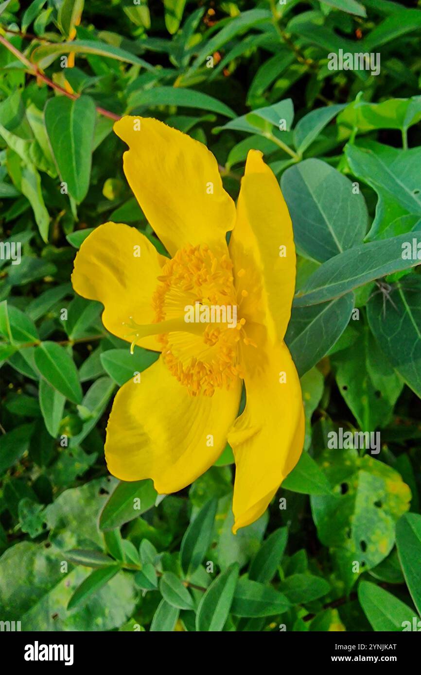 Hypericum sp sp hi-res stock photography and images - Alamy