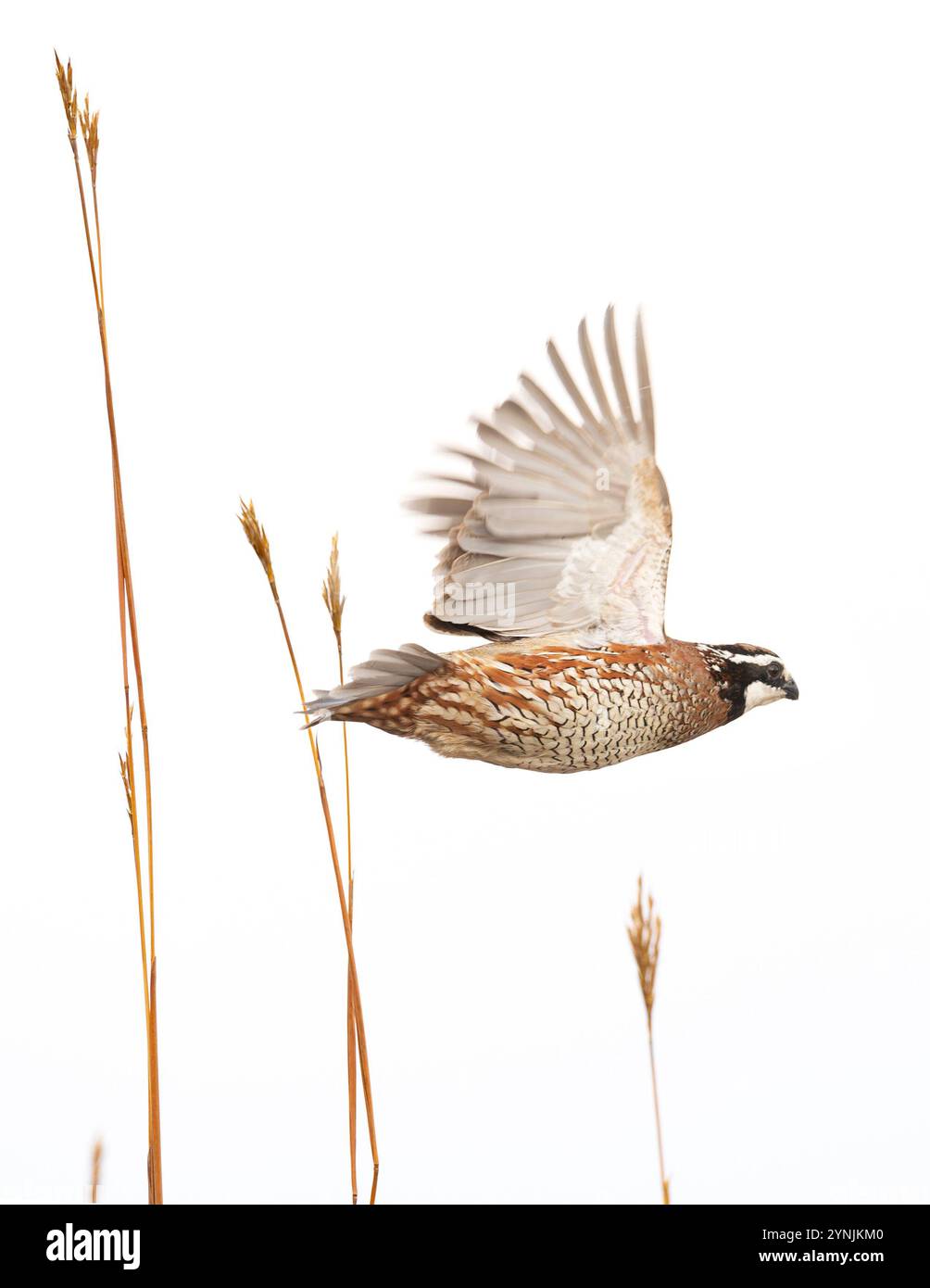 Flying Bobwhite Quail Stock Photo - Alamy