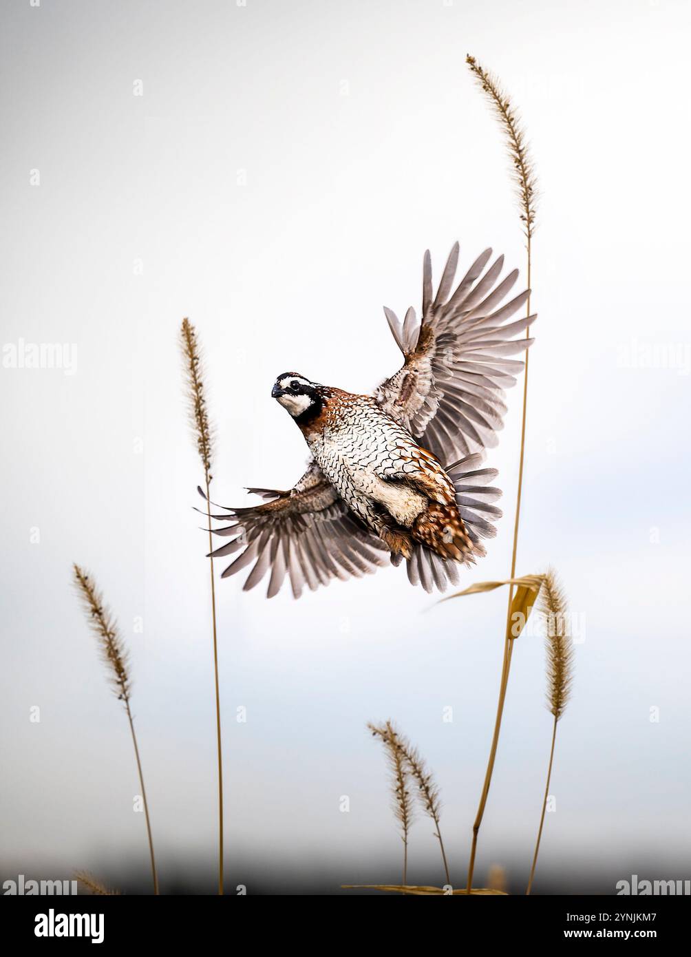 Flying Bobwhite Quail Stock Photo - Alamy