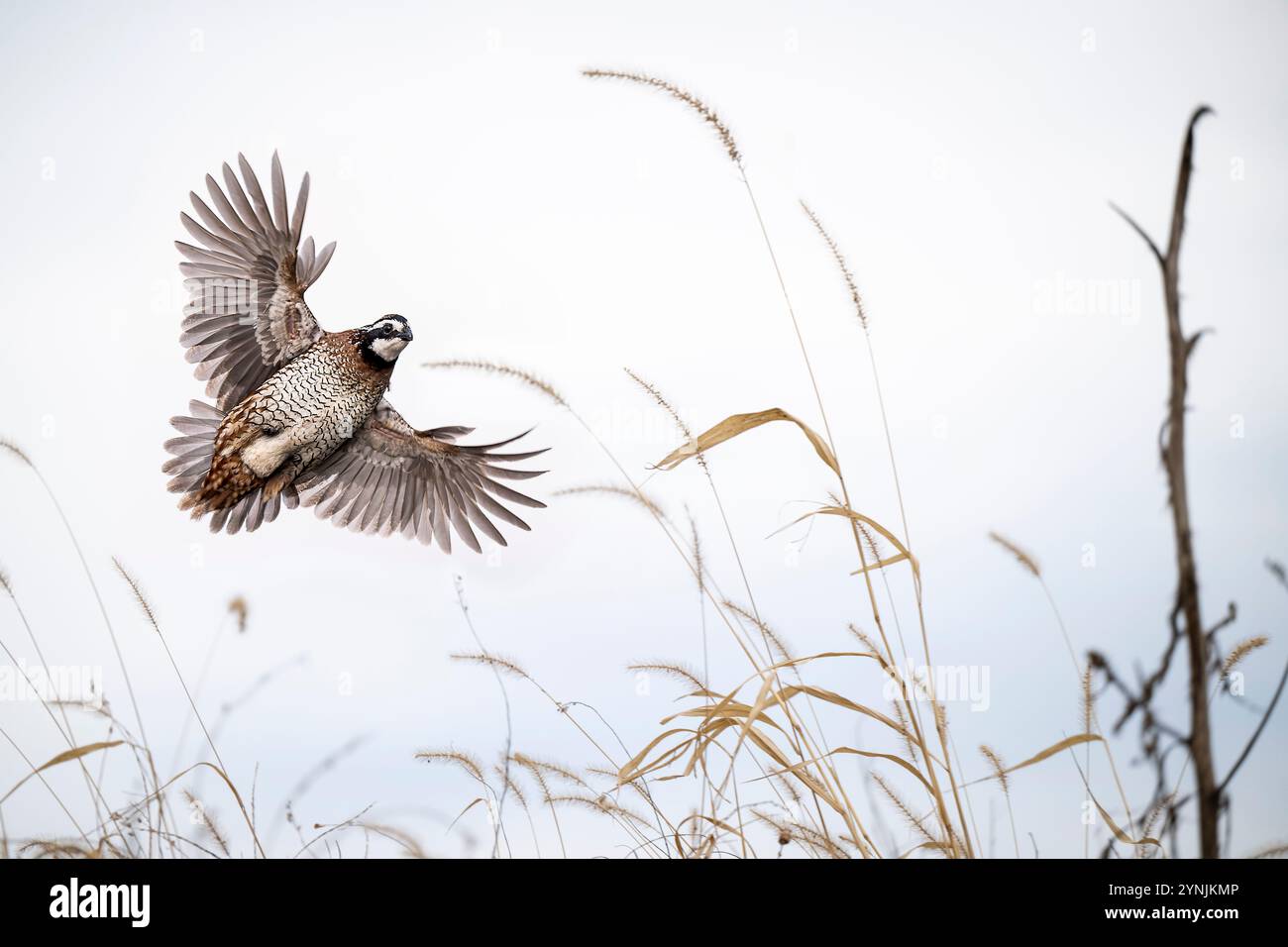 Flying Bobwhite Quail Stock Photo - Alamy