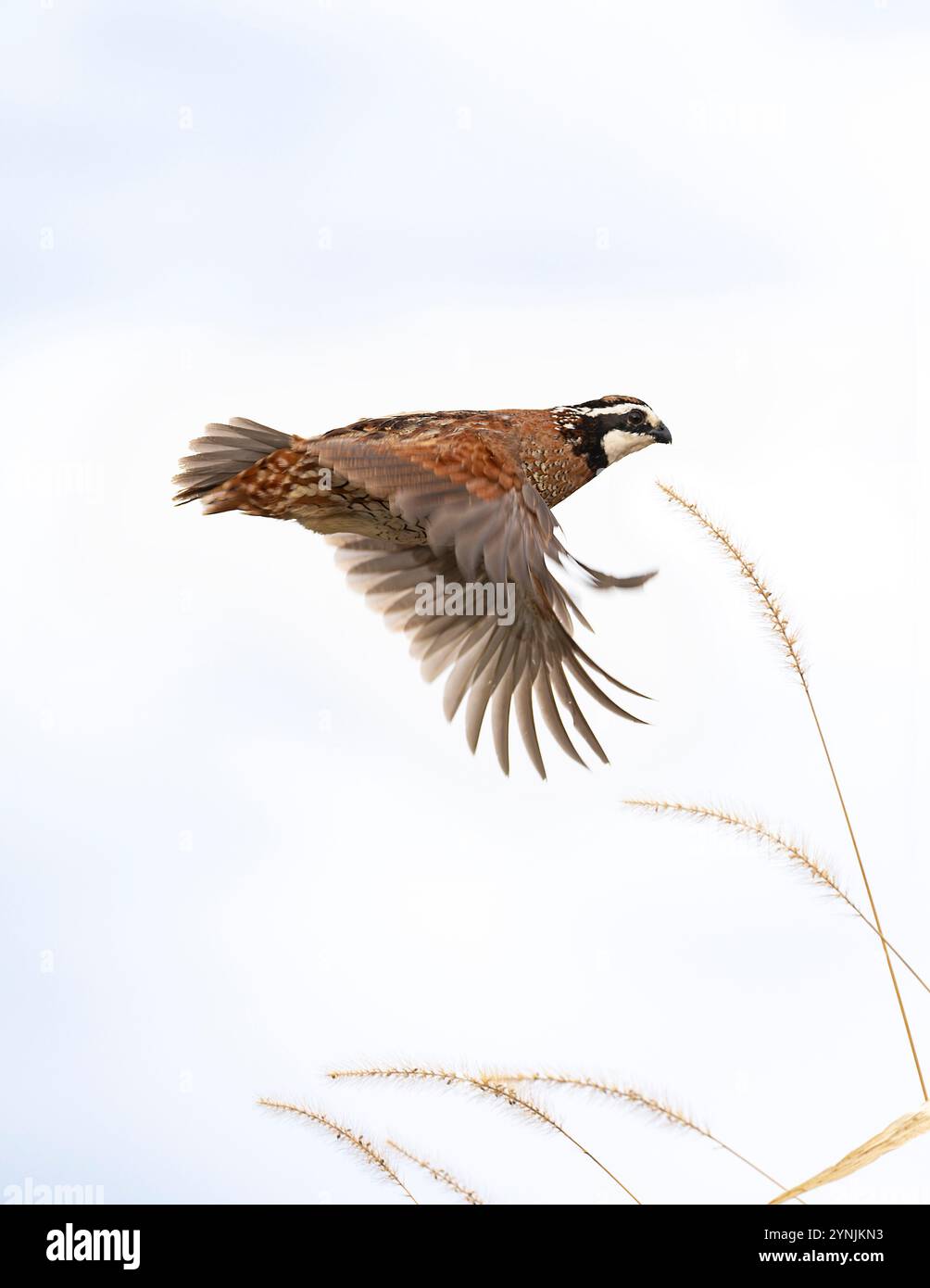 Flying Bobwhite Quail Stock Photo - Alamy